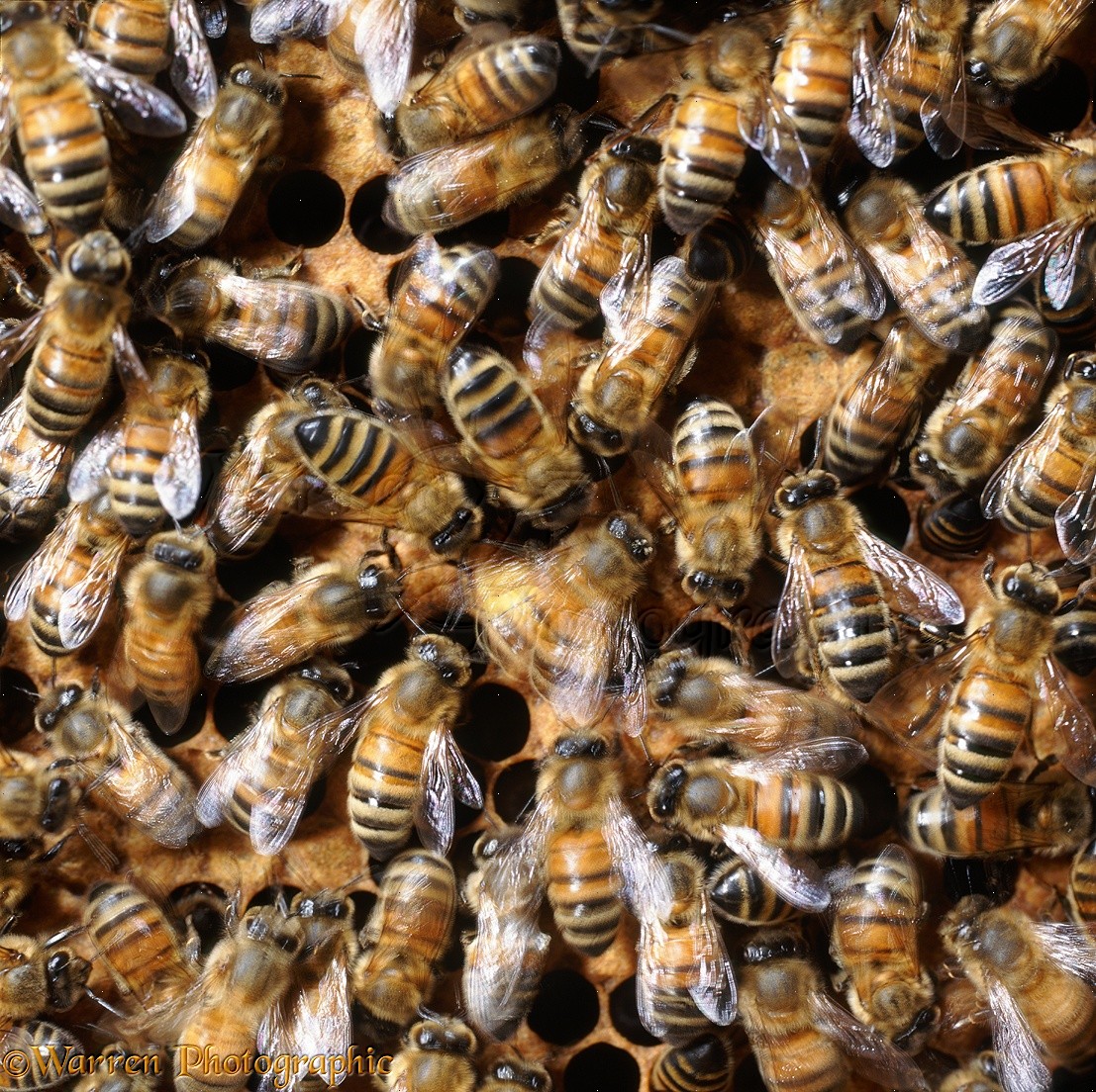 Translation of Apiary Book - Apiary Book Blog