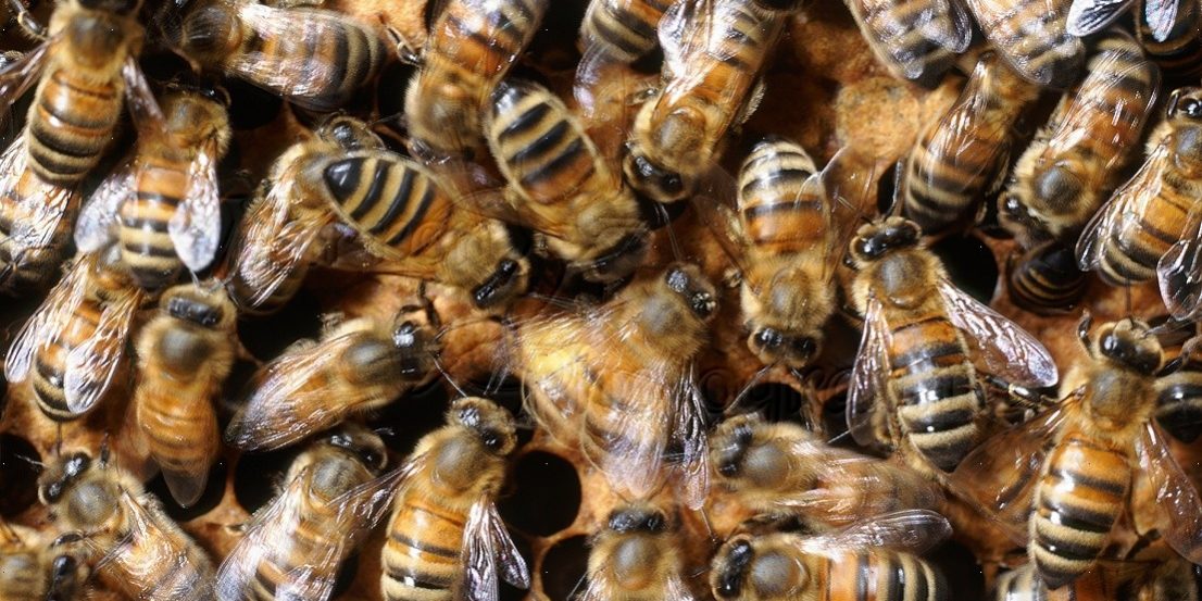 Translation of Apiary Book - Apiary Book Blog