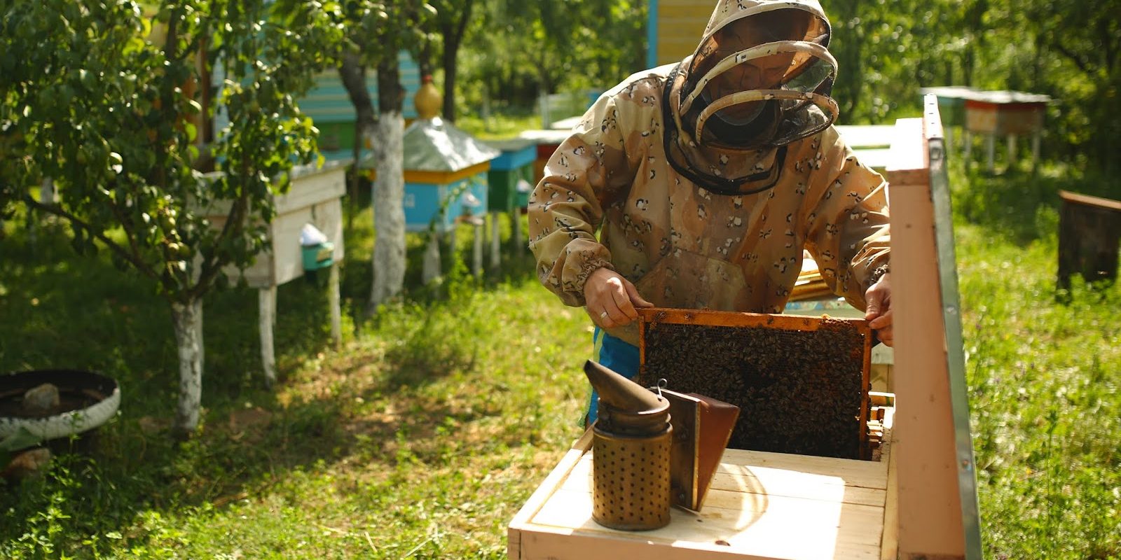 March Adventures in the Apiary - Apiary Book Blog